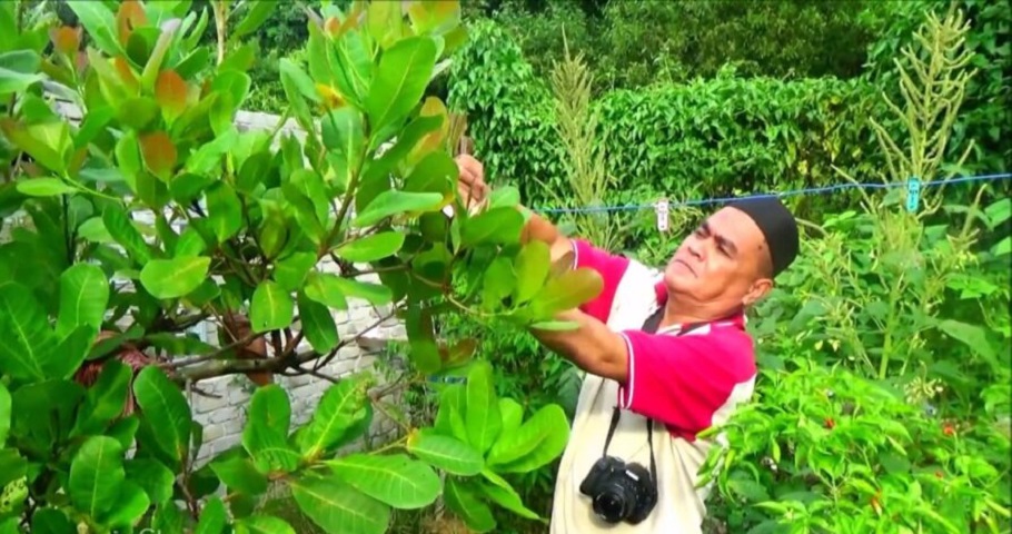 SOP Penanaman Pucuk Gajus – RAJA ULAM Raih Pendapatan RM30,000 Sebulan ...